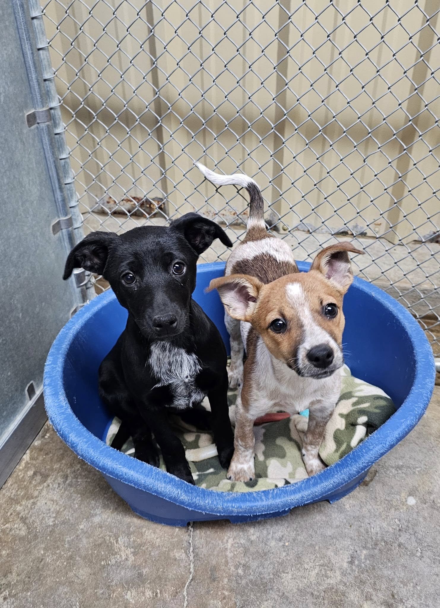 Humane Society | The Bison