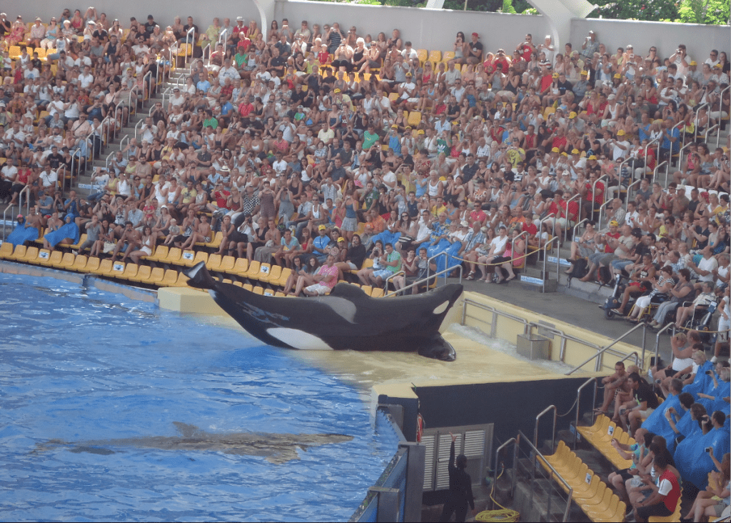 ‘Blackfish’ sparks controversy, questions | The Bison